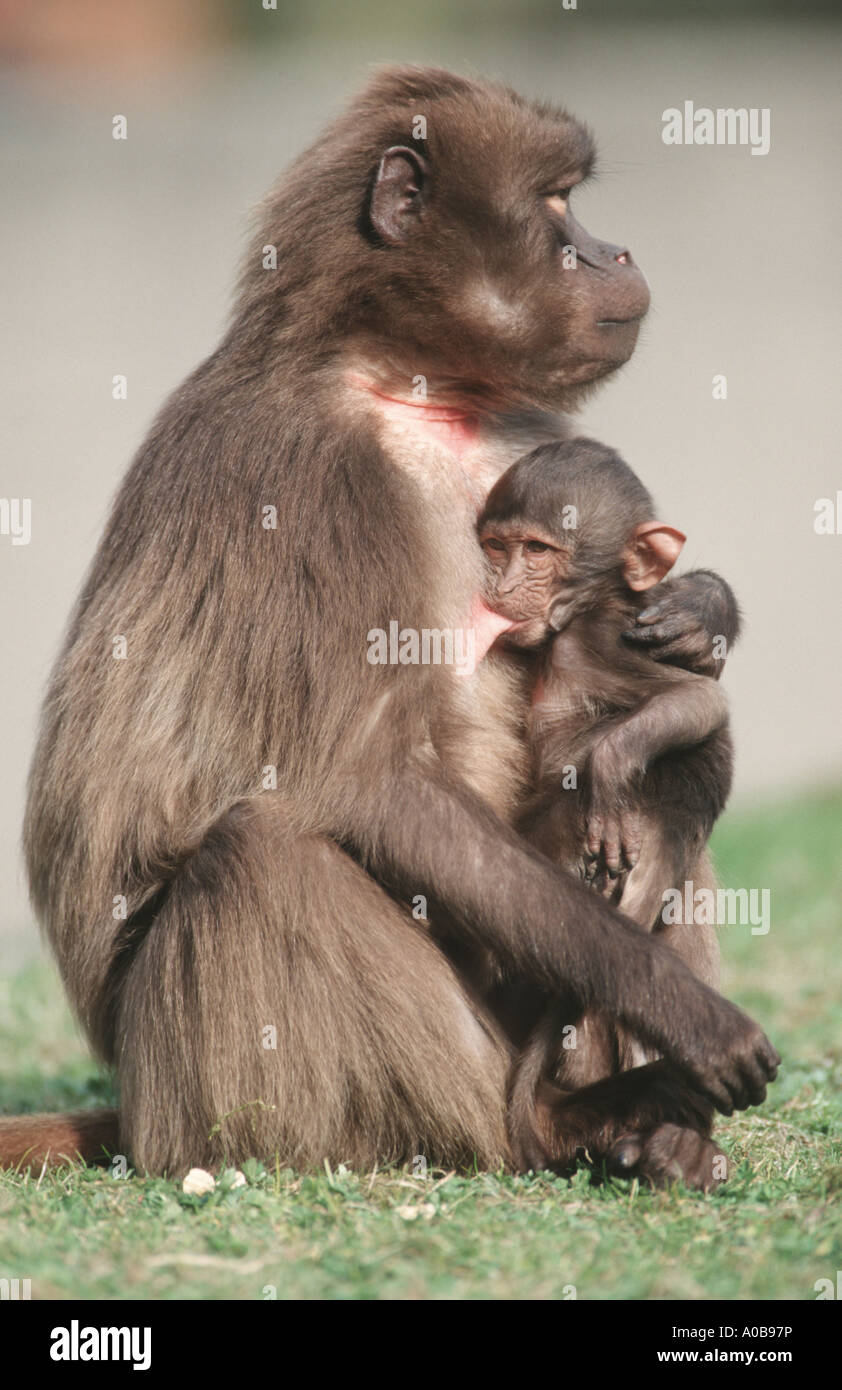 gelada (Theropithecus gelada), nursing Stock Photo - Alamy