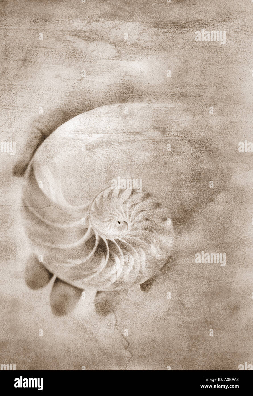 hand holding nautilus shell Stock Photo - Alamy