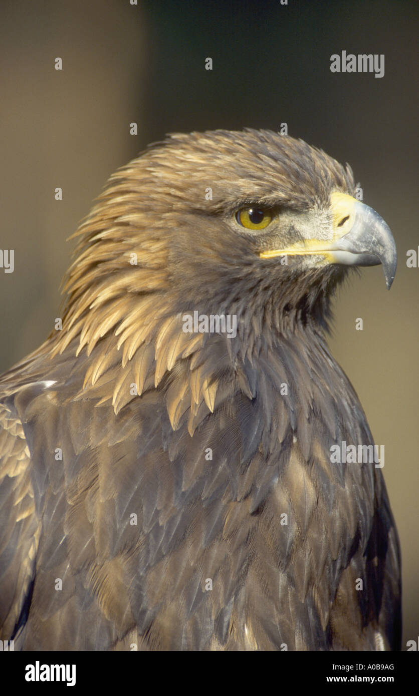 golden eagle (Aquila chrysaetos), portrait, Germany Stock Photo - Alamy