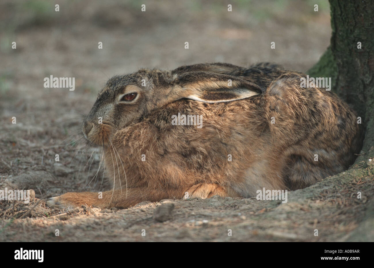 Facial hare hi-res stock photography and images - Alamy