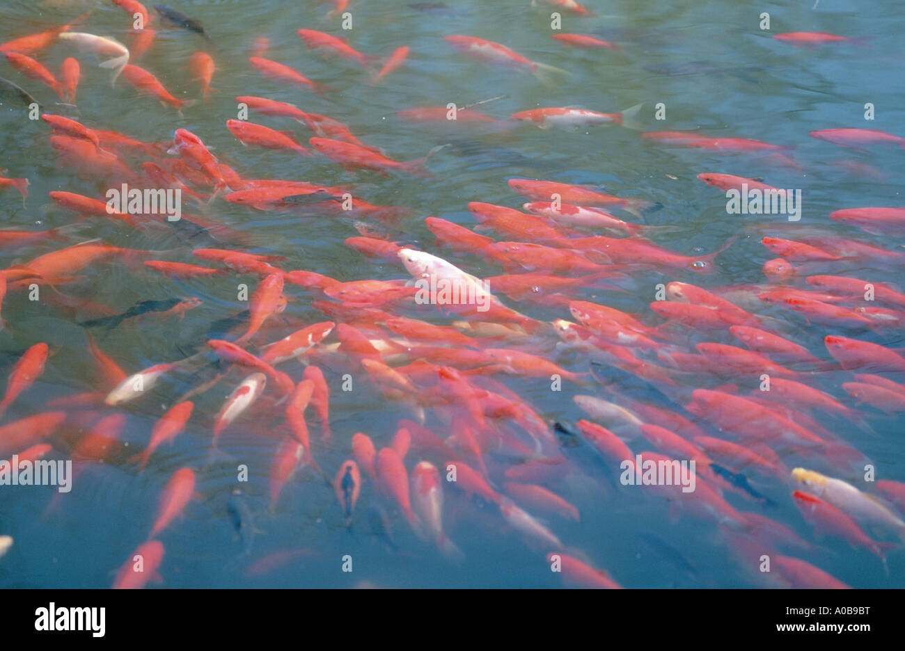 koi carp (Cyprinus carpio), Germany Stock Photo - Alamy
