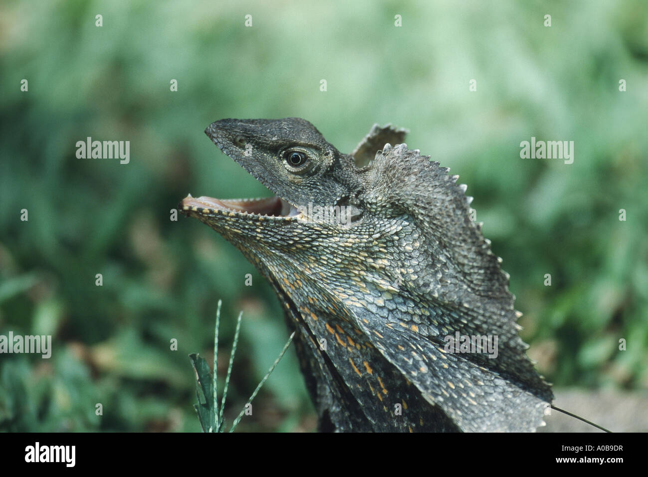 frilled lizard, Australian frilled lizard, frill-necked lizard ...