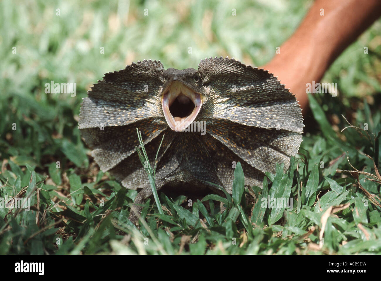 frilled lizard, Australian frilled lizard, frill-necked lizard ...