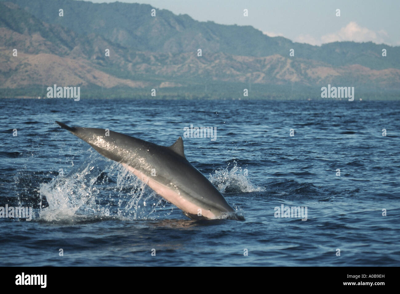 shortsnouted whitebelly dolphin, Fraser's dolphin, Sarawak dolphin ...
