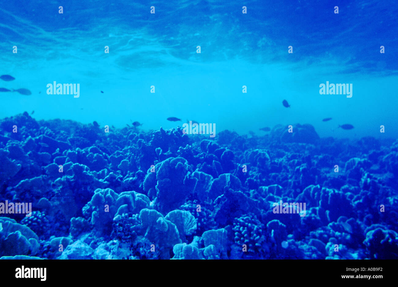 The Brothers Reef Stock Photo - Alamy