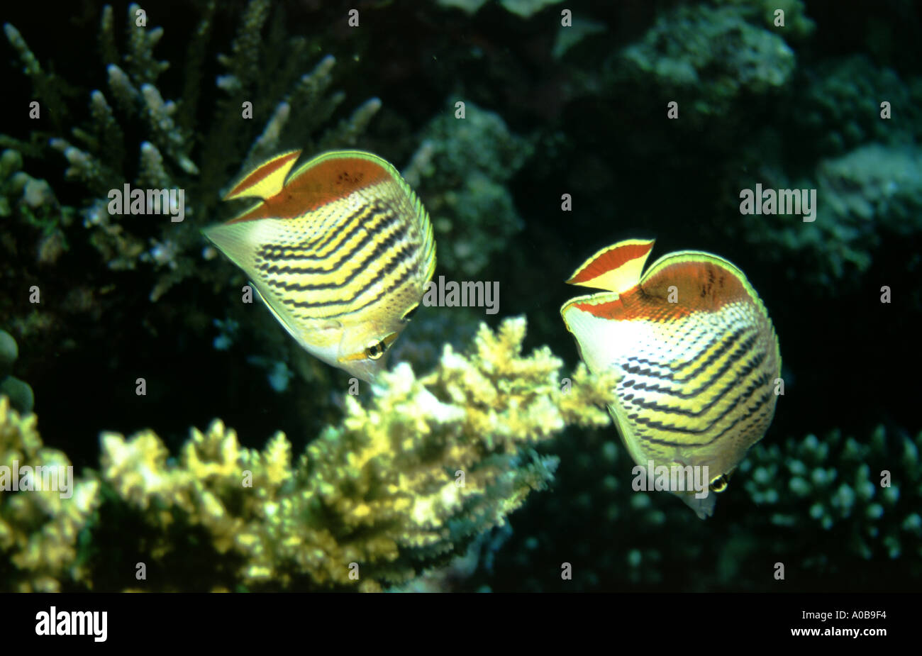 Crown Butterfly Fish chaetodon paucifasciatus Stock Photo - Alamy