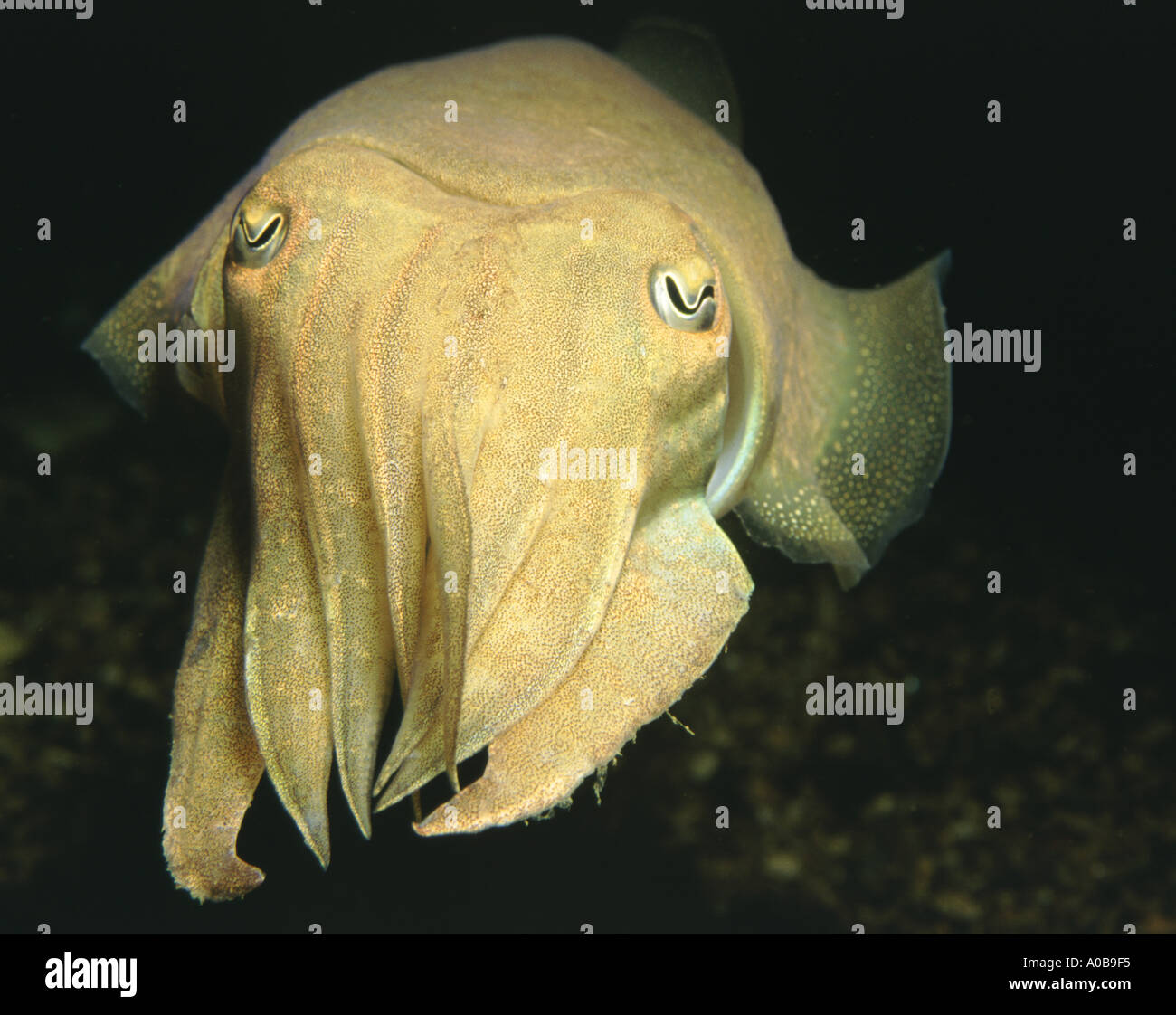 Clever cuttlefish hi-res stock photography and images - Alamy