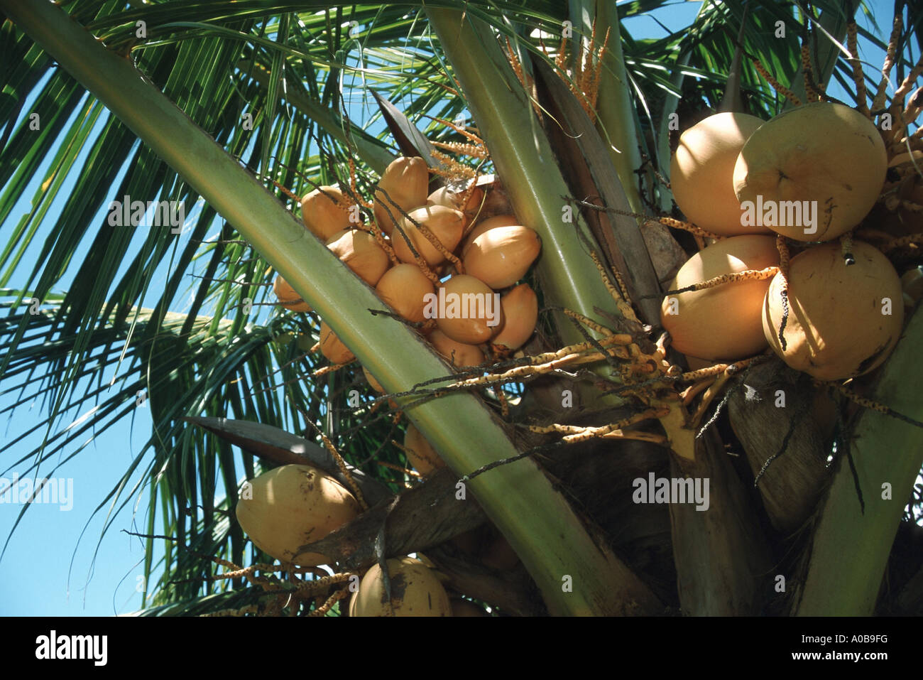 Coconut palms with mature coconuts hi-res stock photography and images ...