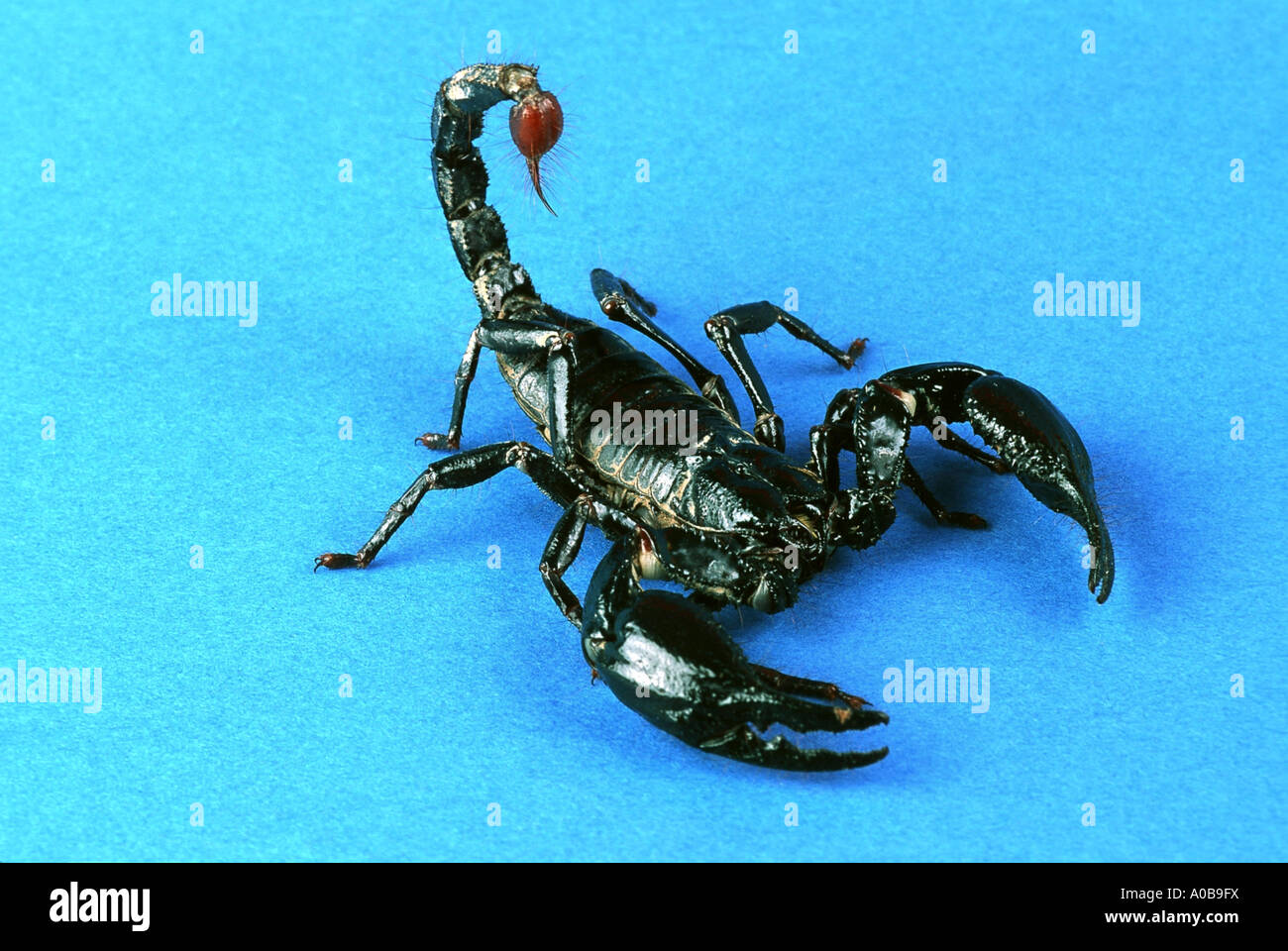 Close up emperor scorpion hi-res stock photography and images - Alamy