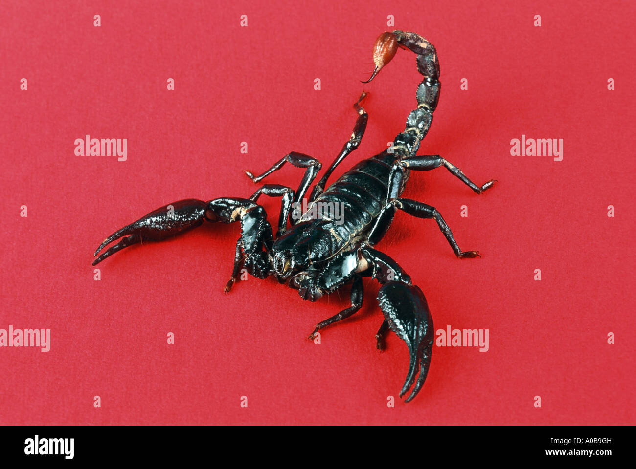 Common emperor scorpion Pandinus imperator cutout Stock Photo - Alamy