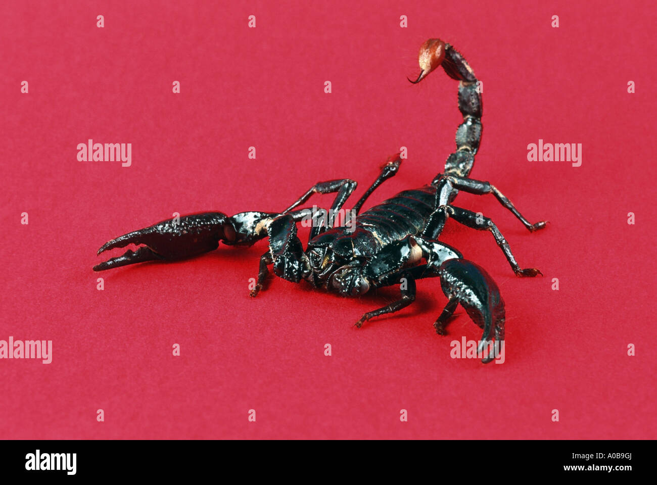 Common emperor scorpion Pandinus imperator cutout Stock Photo - Alamy