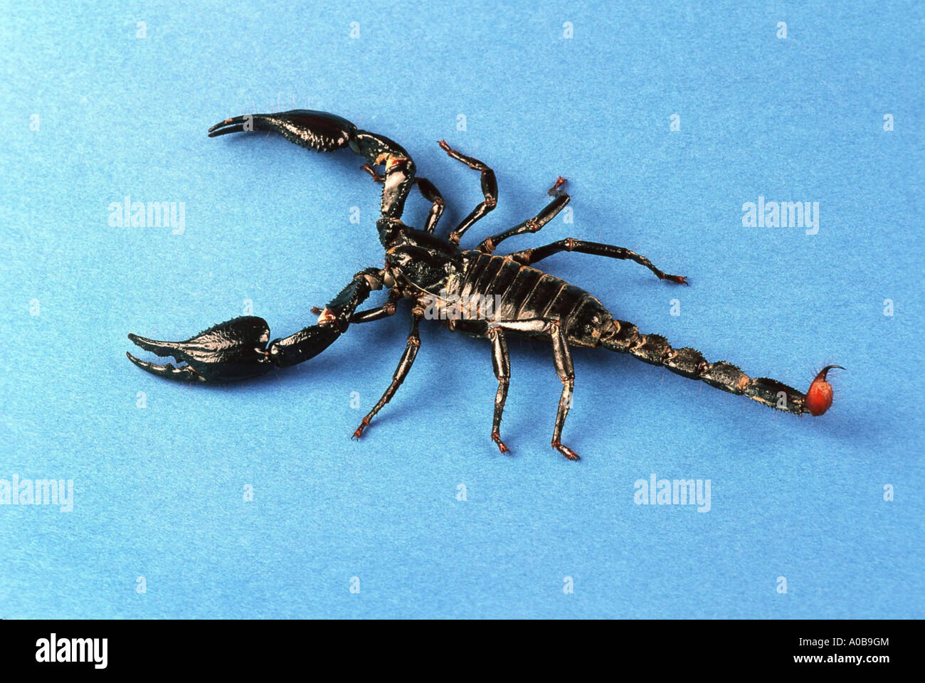 Emperor Scorpion Anatomy