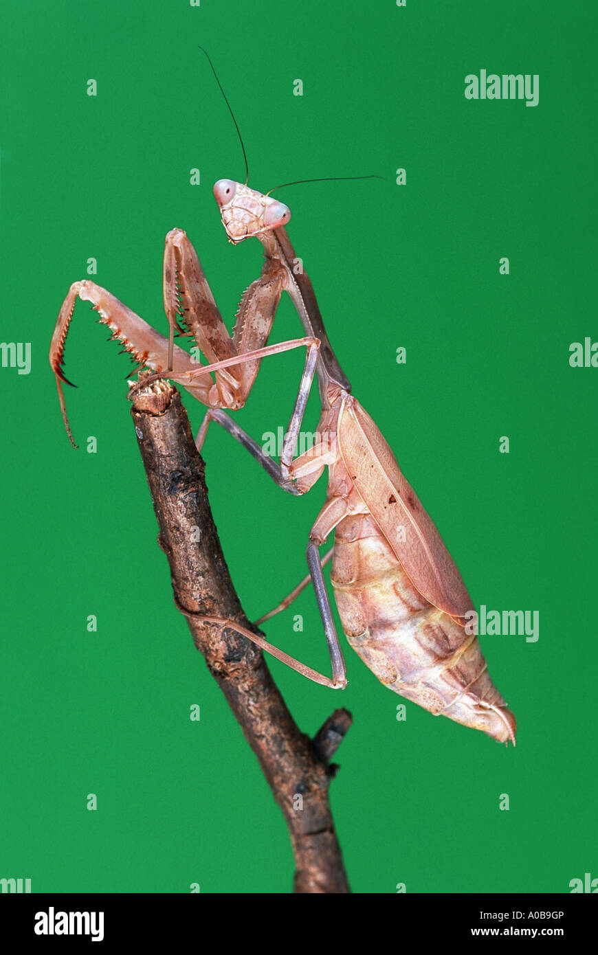 European preying mantis (Mantis religiosa), sitting on a twig Stock ...