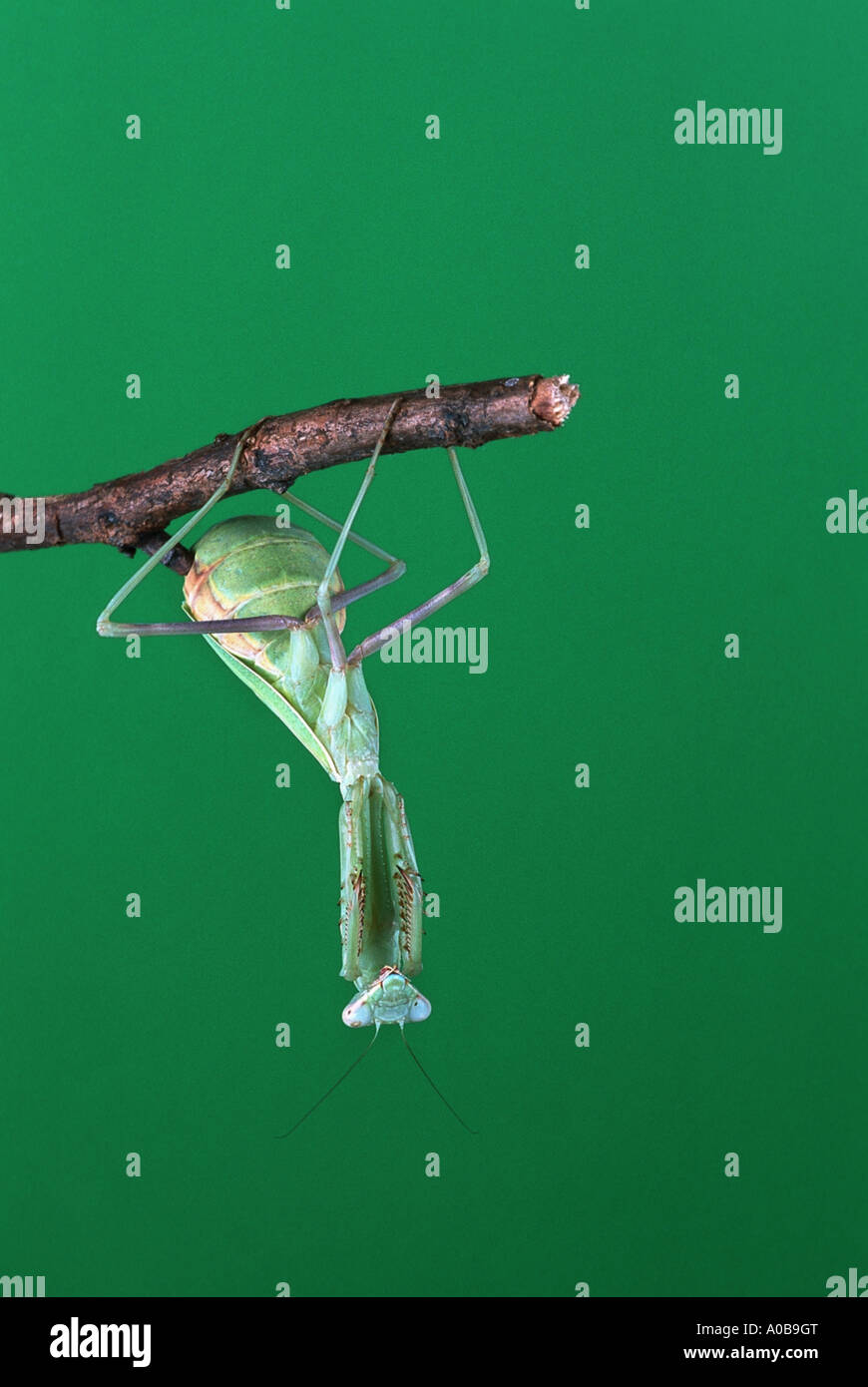Mantis hanging from twig hi-res stock photography and images - Alamy