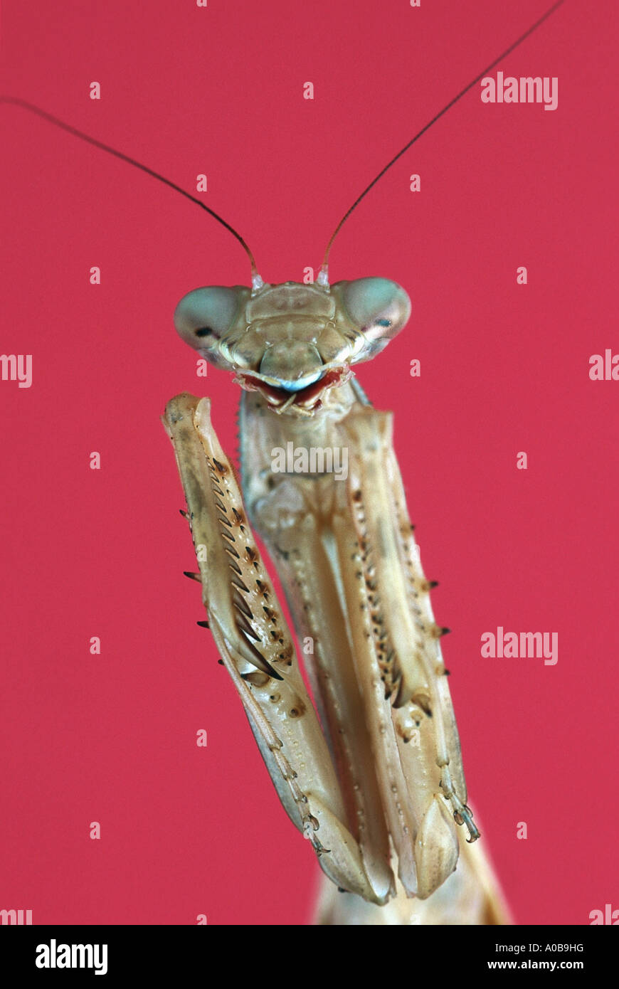 European preying mantis (Mantis religiosa), portrait Stock Photo - Alamy
