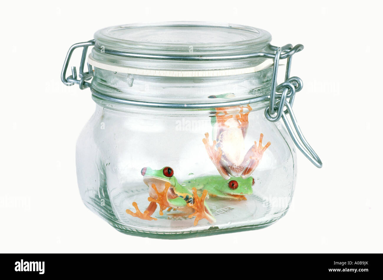 Preserved frogs in a jar hi-res stock photography and images - Alamy