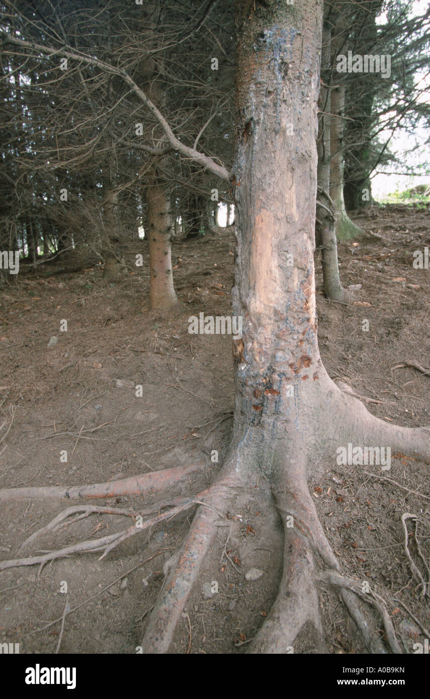 wild boar, pig (Sus scrofa), scratching tree Stock Photo - Alamy