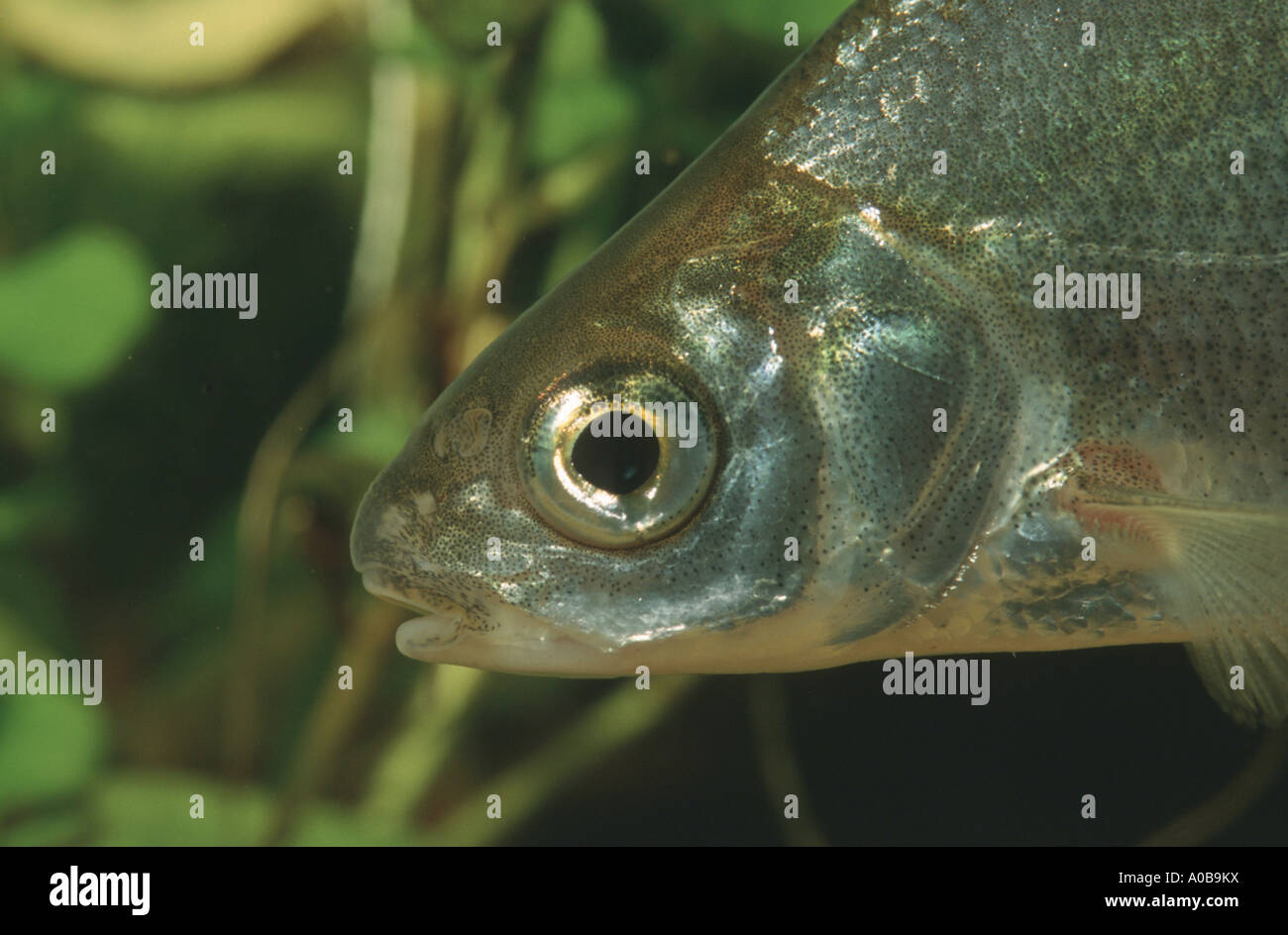 common bream, freshwater bream, carp bream (Abramis brama), young ...