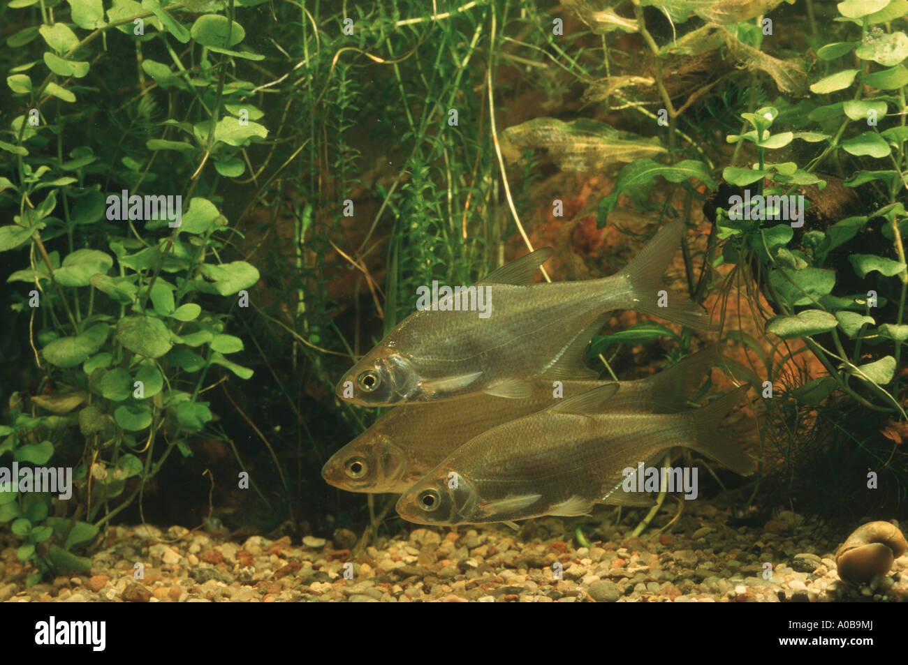 common bream, freshwater bream, carp bream (Abramis brama), three ...