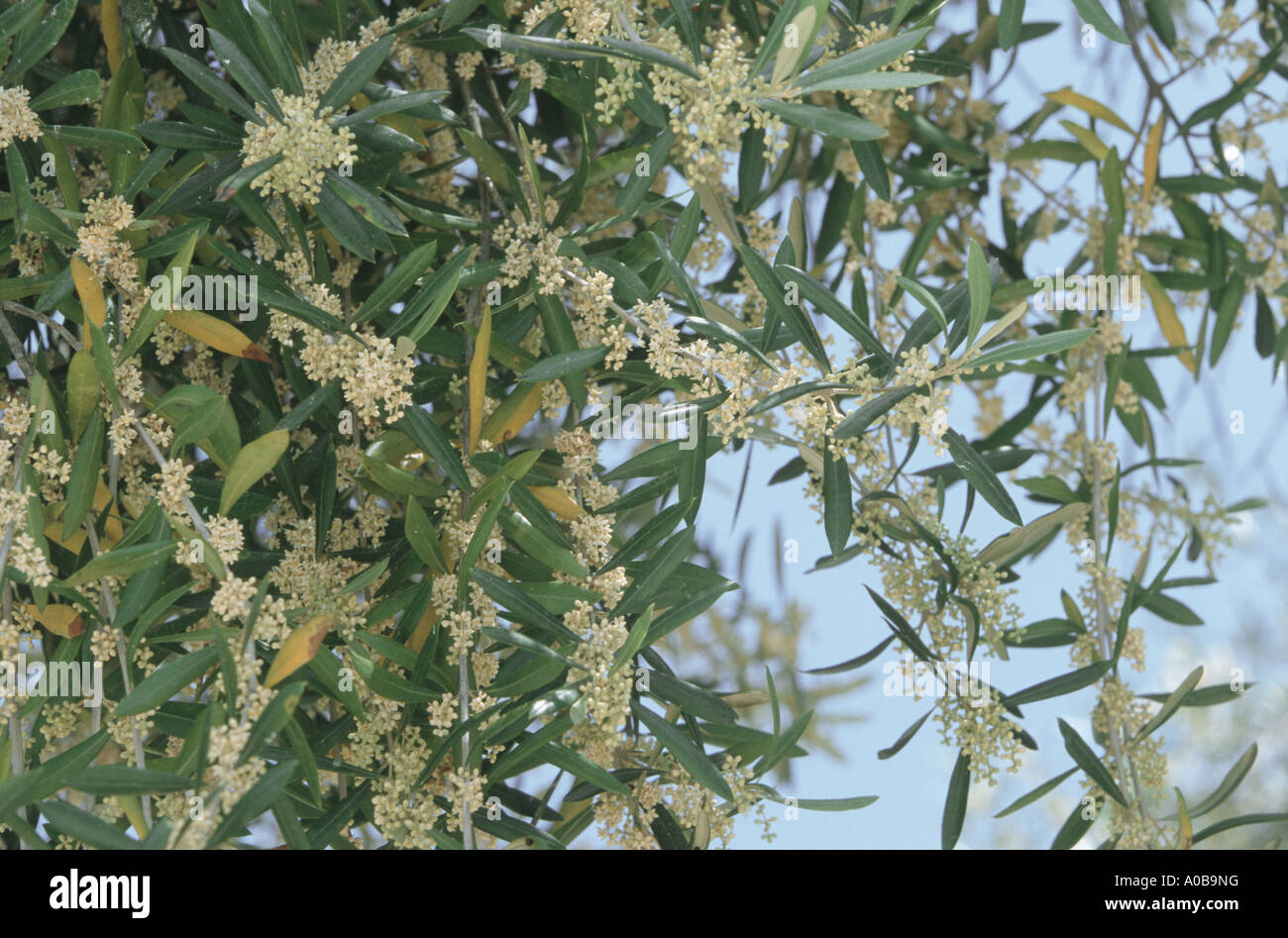 Olive tree olea europaea ssp sativa hi-res stock photography and images ...