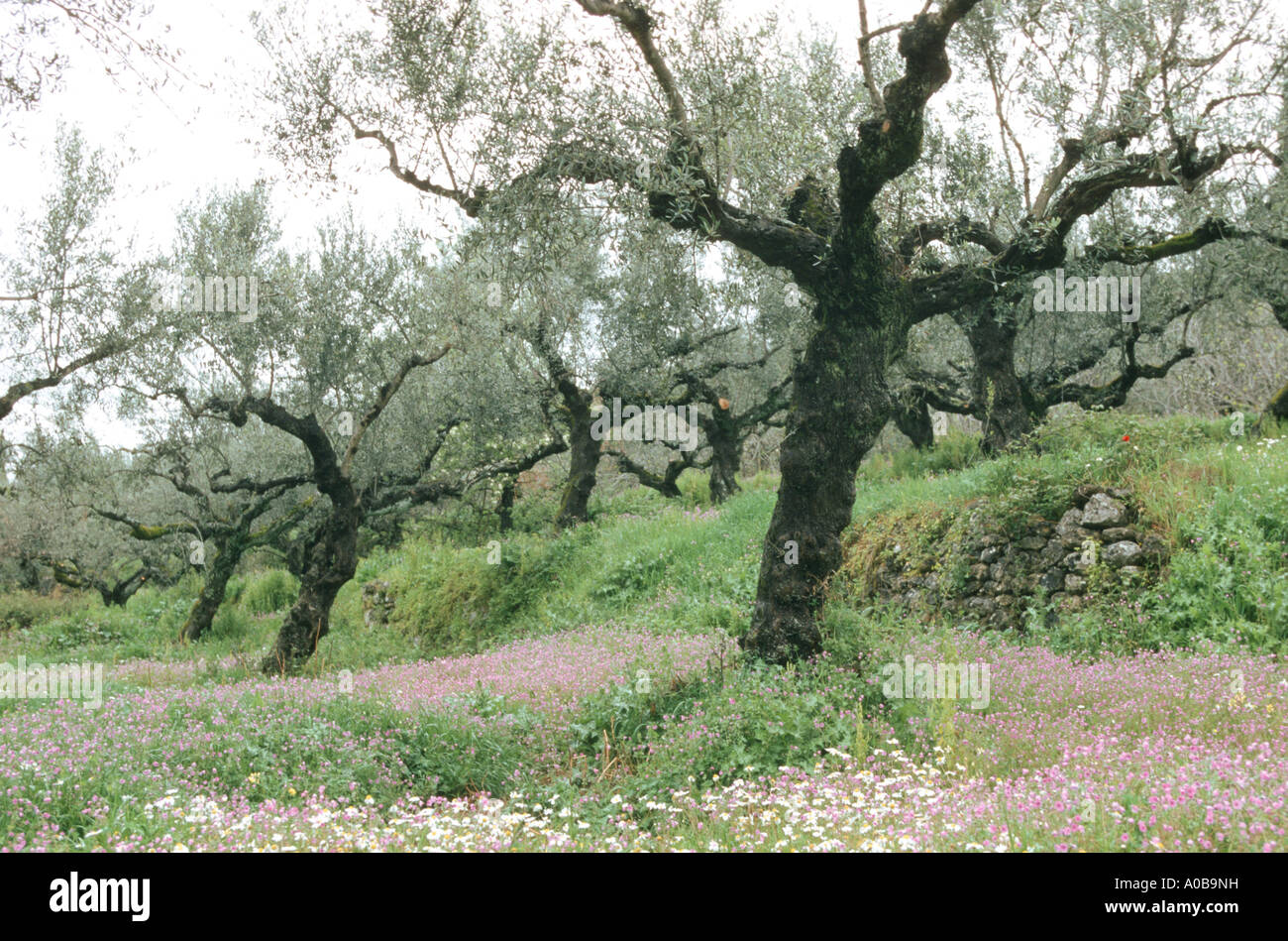 olive tree (Olea europaea ssp. sativa), olive grove, Greece Stock Photo ...
