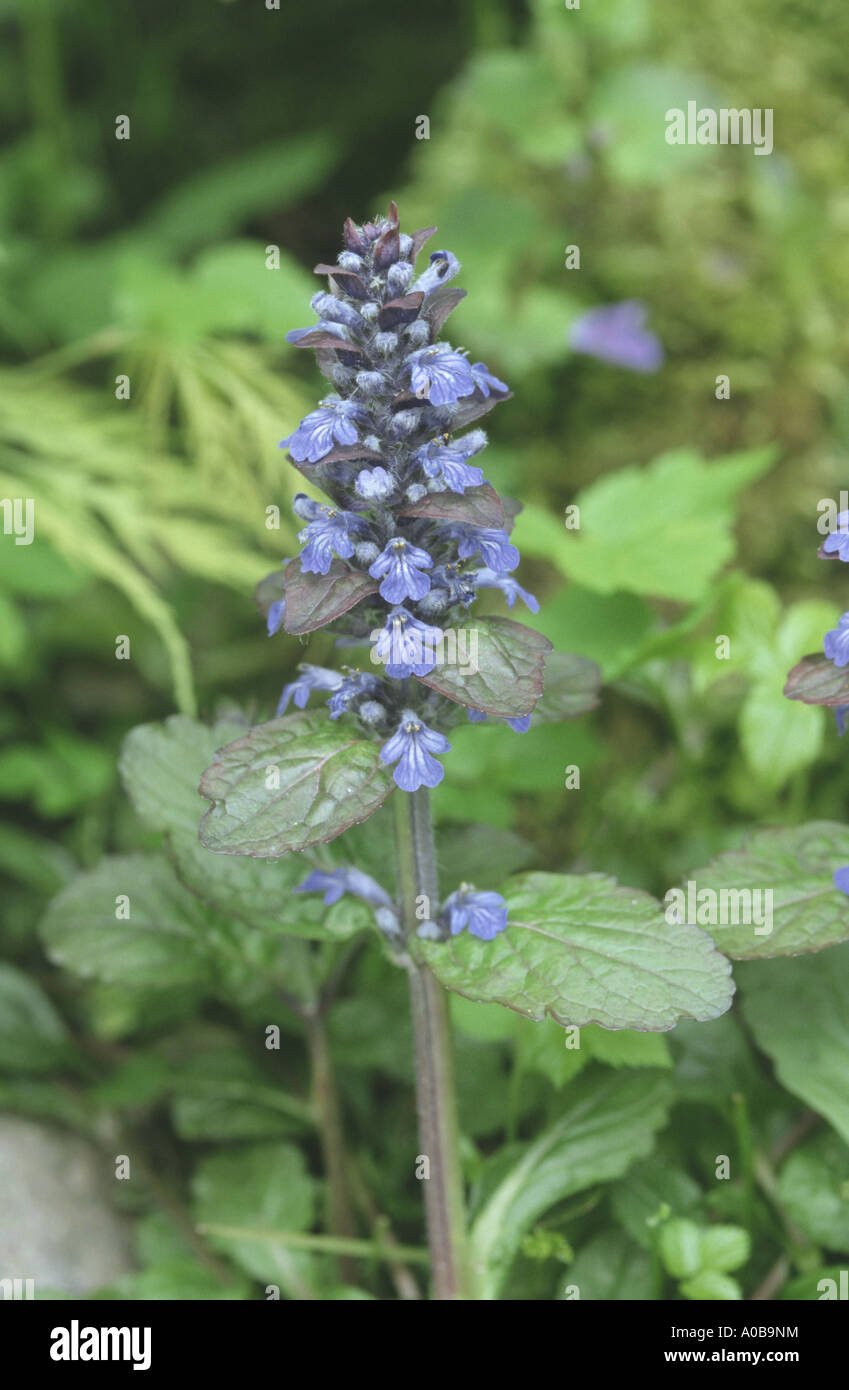 common bugle, creeping bugleweed (Ajuga reptans), inflorescence Stock ...
