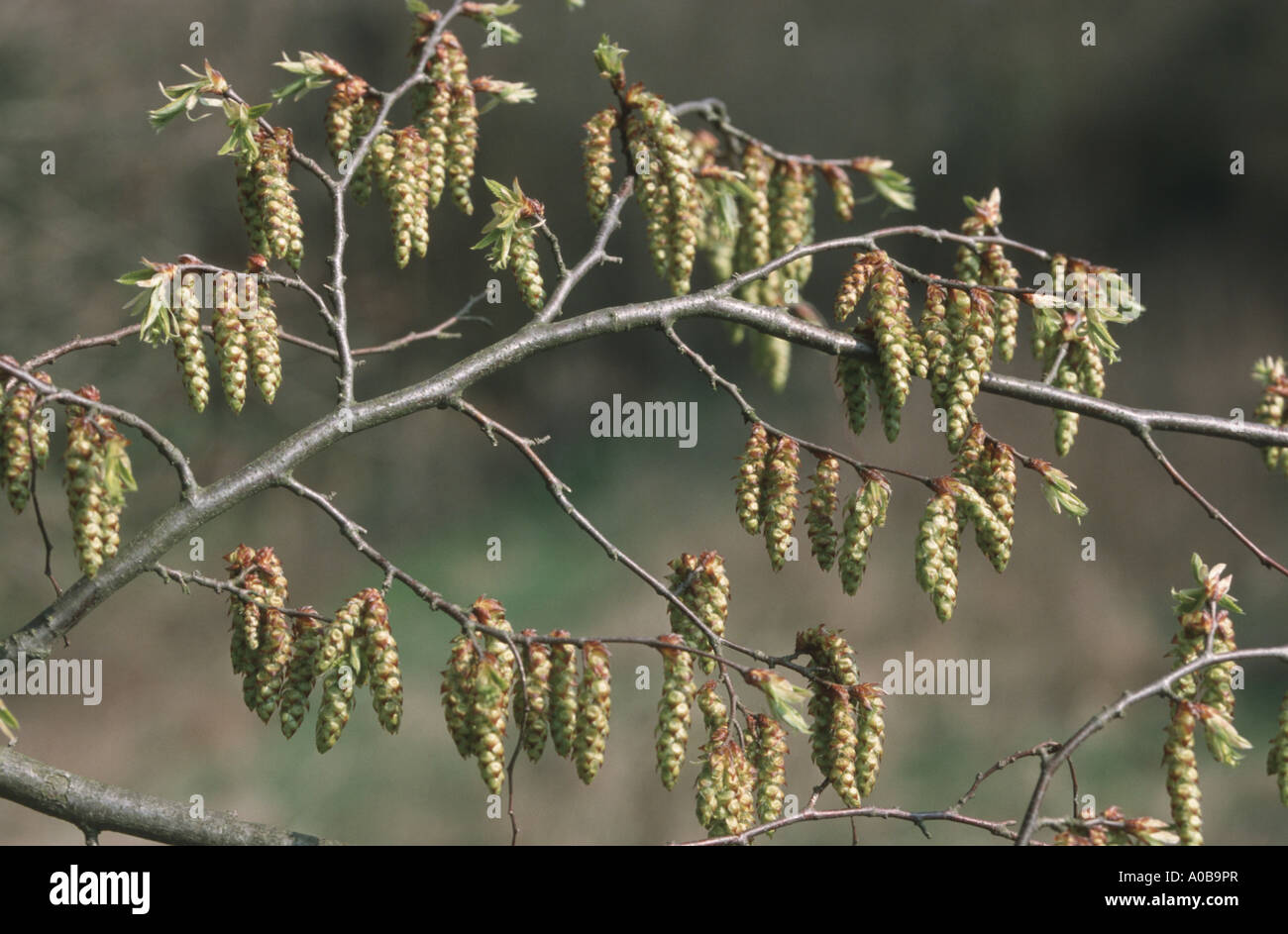common hornbeam, European hornbeam (Carpinus betulus), blooming, male ...