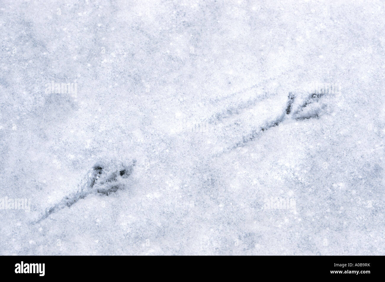Blackbird tracks hi-res stock photography and images - Alamy