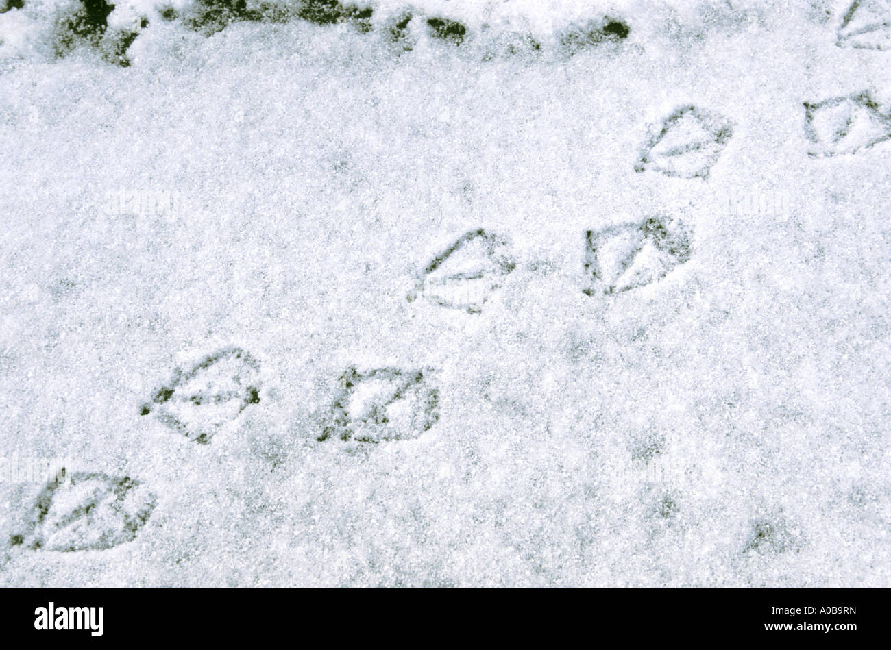 Mallard tracks hi-res stock photography and images - Alamy