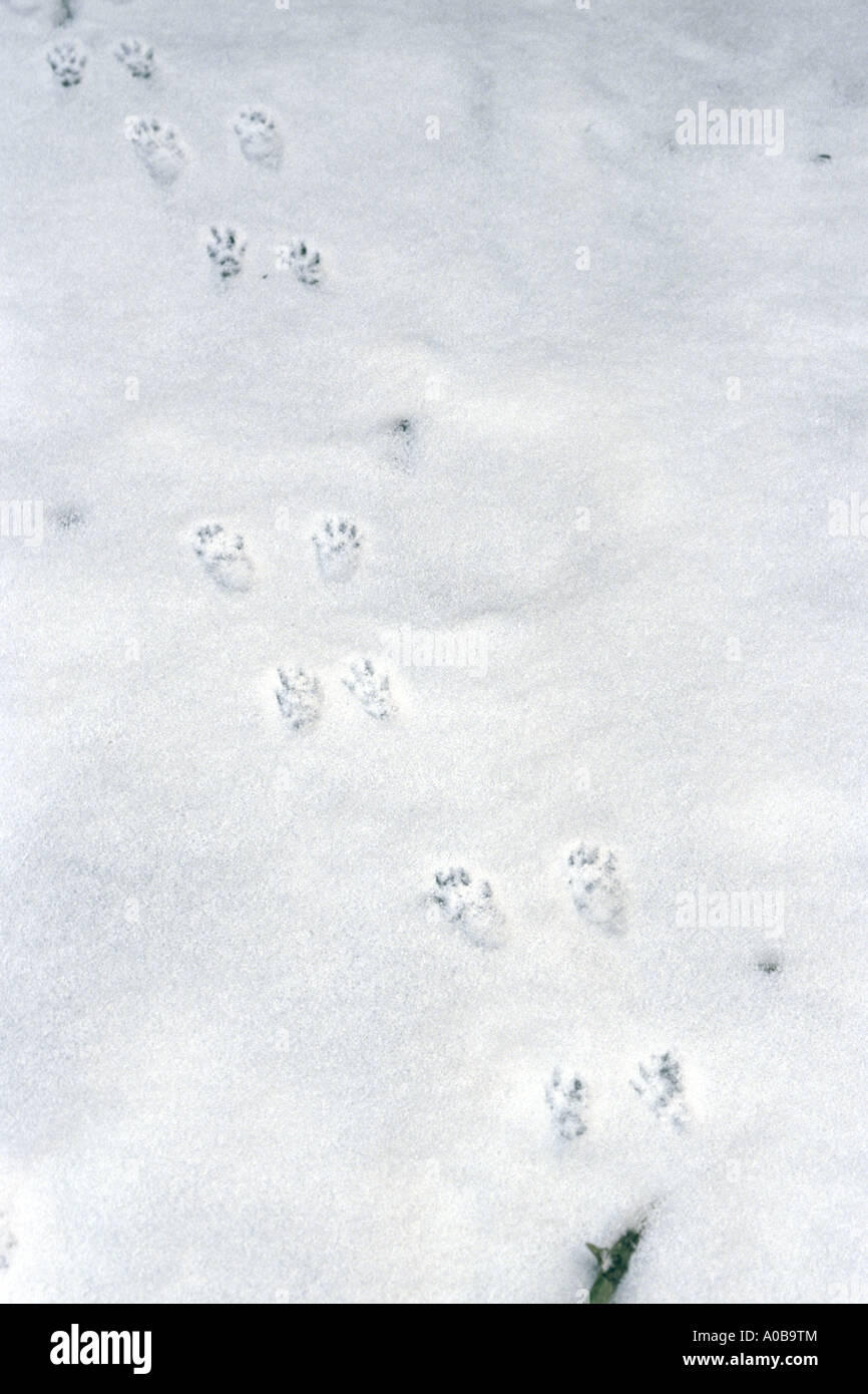 Squirrel tracks snow hi-res stock photography and images - Alamy