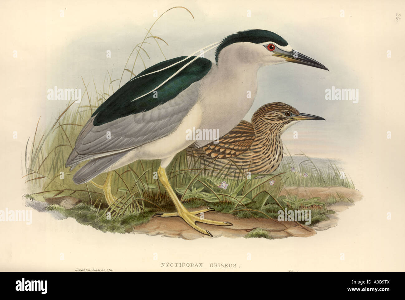 Nycticorax nycticorax black crowned night heron Stock Photo - Alamy