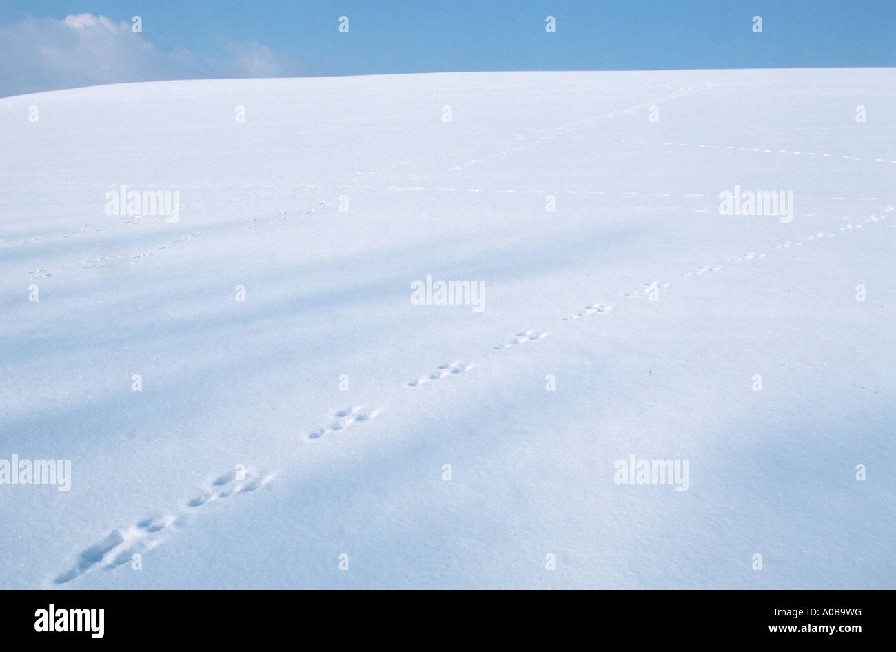 Hares tracks in the snow hi-res stock photography and images - Alamy