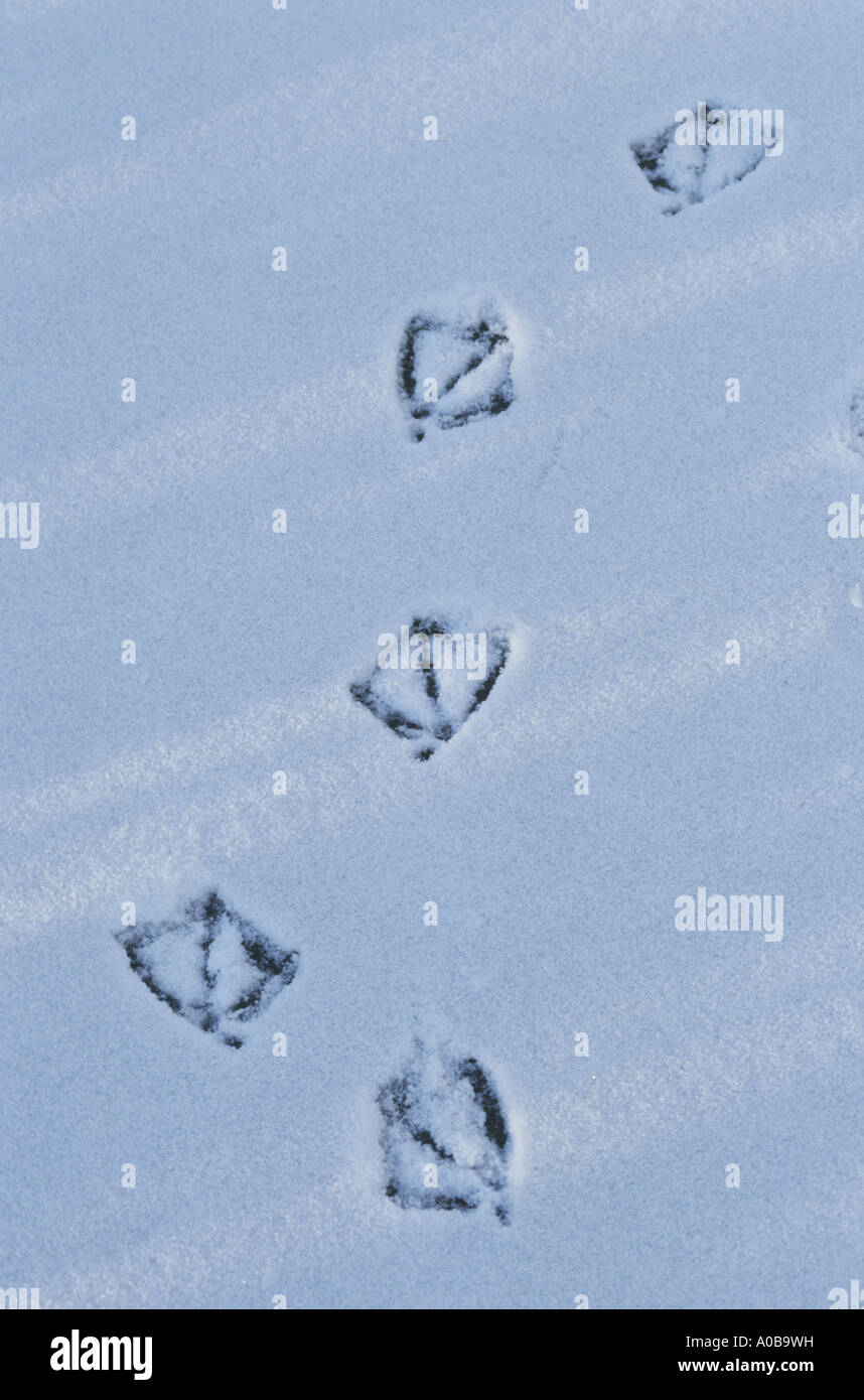 Mallard tracks hi-res stock photography and images - Alamy