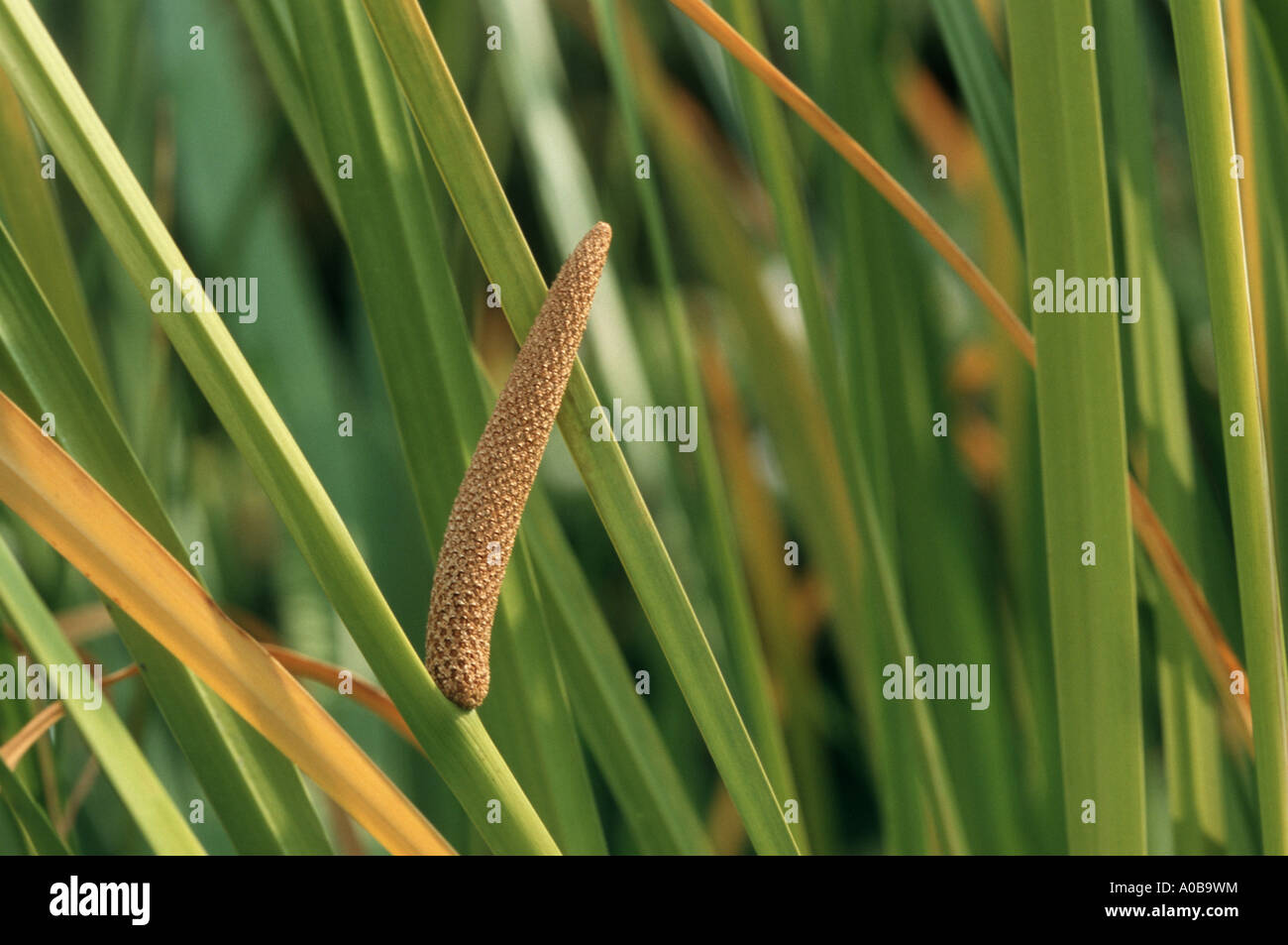 sweetflag, sweet sedge (Acorus calamus), inflorescence Stock Photo - Alamy