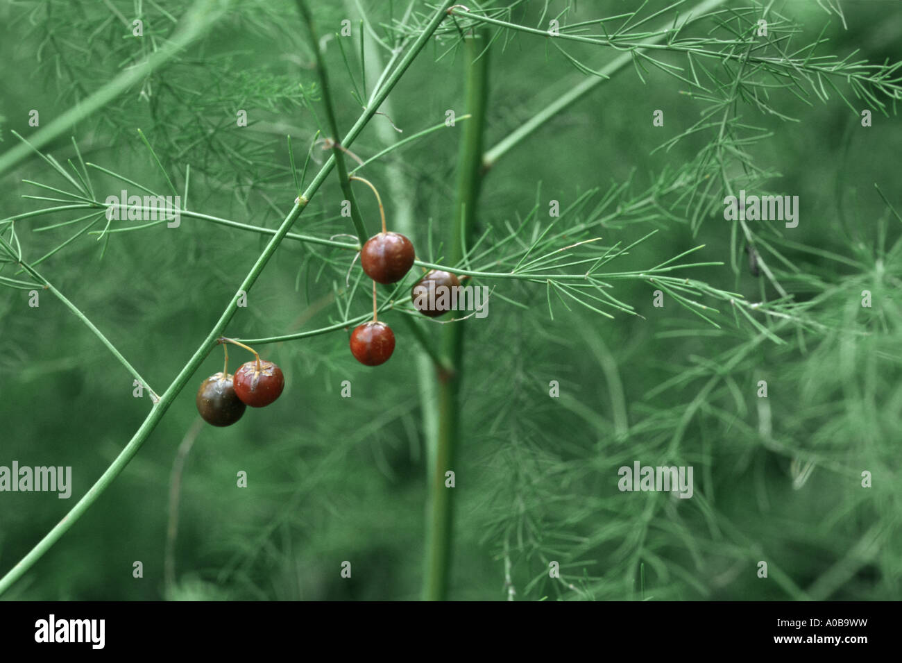 Asparagus officinalis flower hi-res stock photography and images - Alamy