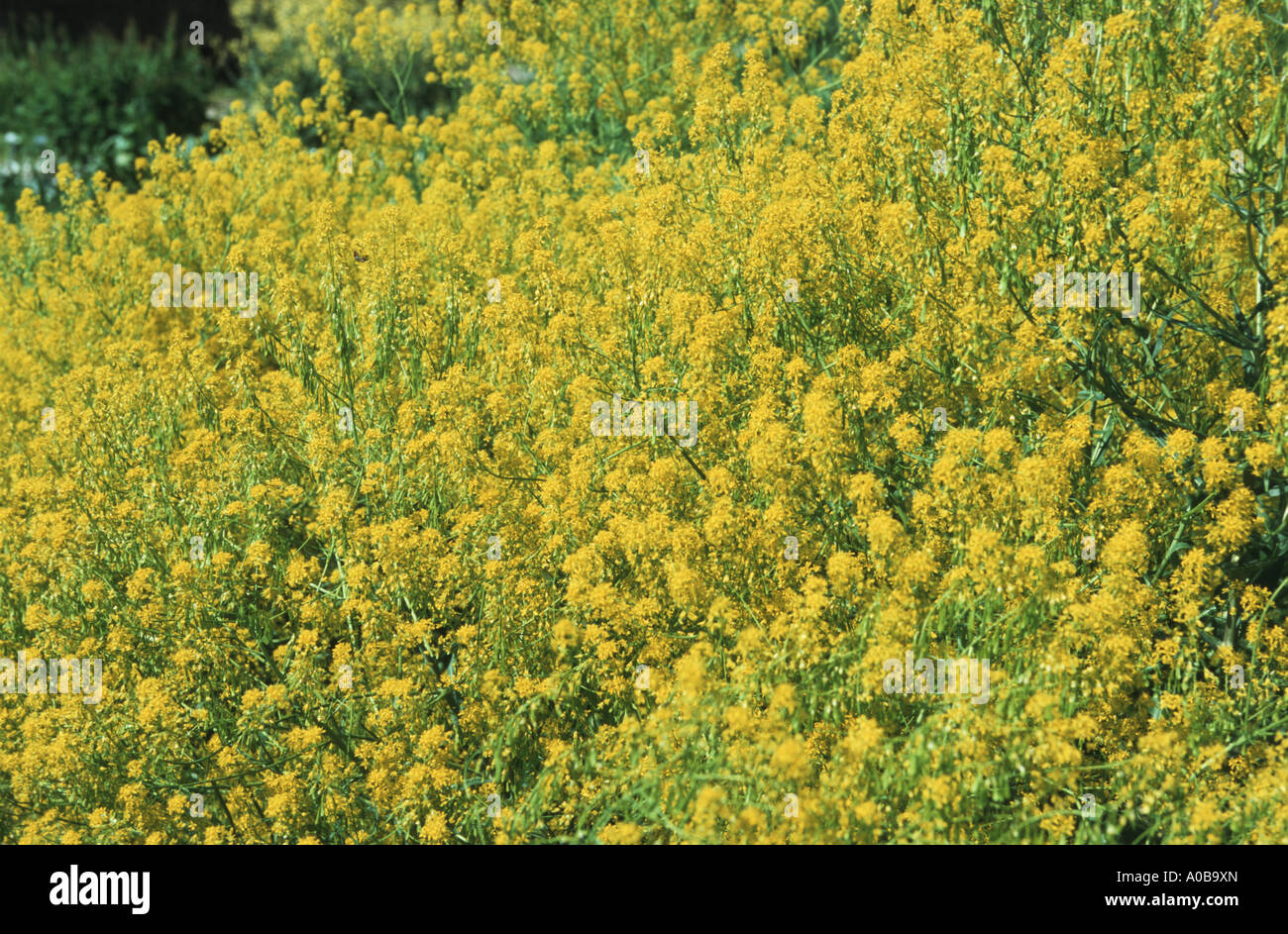 Woad isatis tinctoria plant hi-res stock photography and images - Alamy