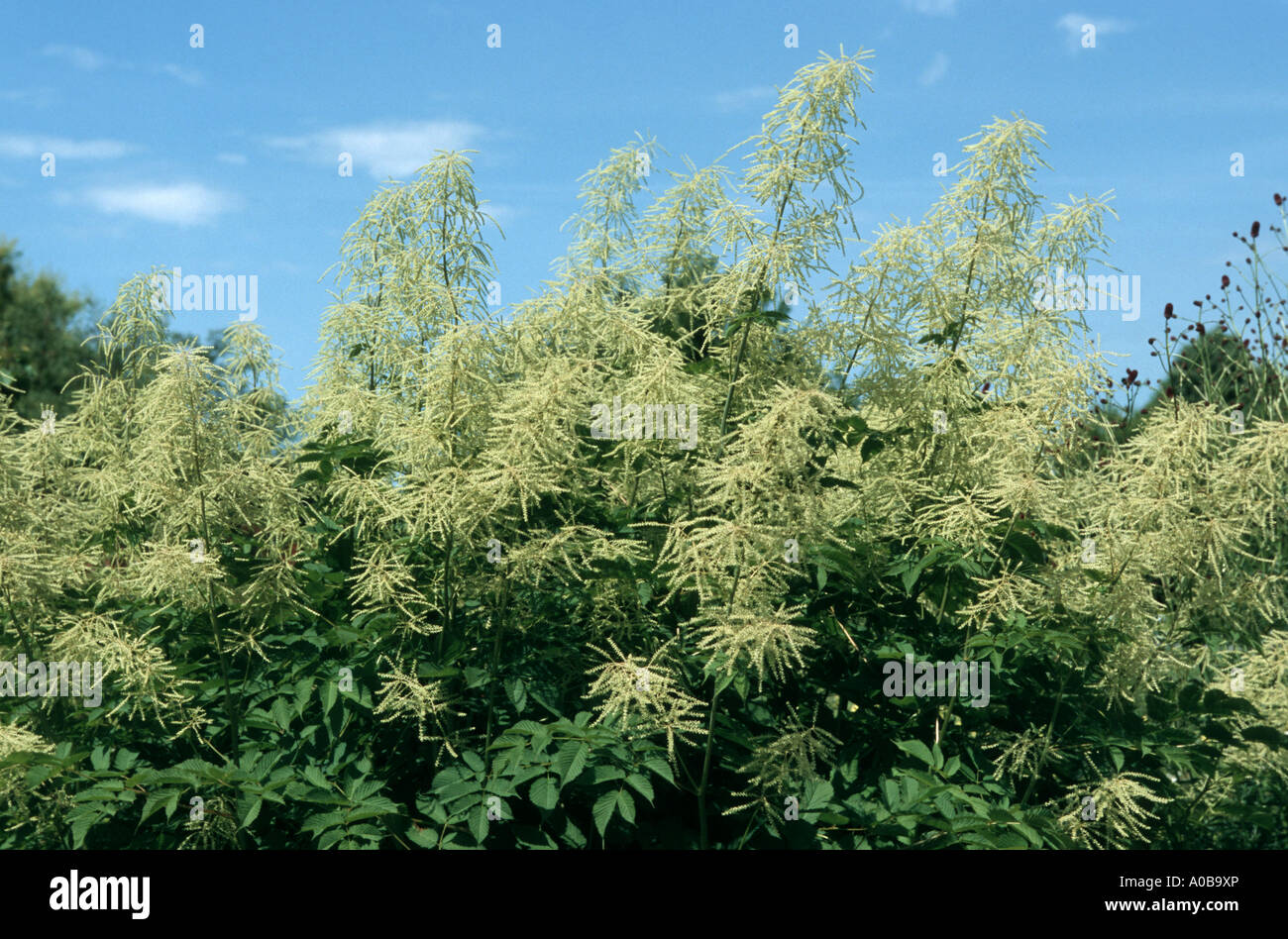goat's beard spiraea, common goatsbeard (Aruncus dioicus), blooming ...