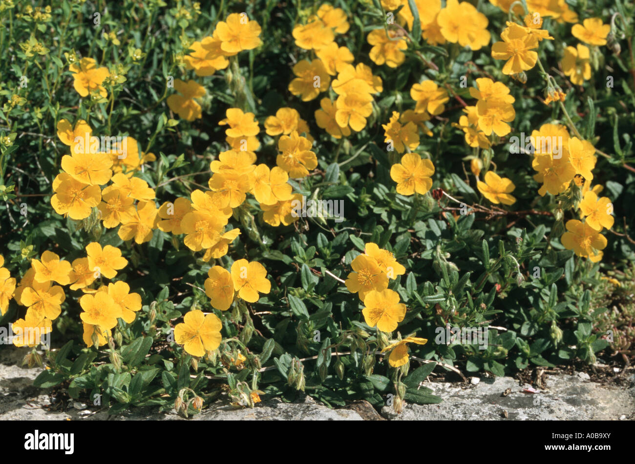 common rock-rose (Helianthemum nummularium), blooming Stock Photo - Alamy