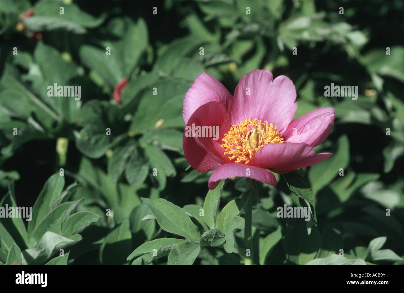 Paeonia officinalis paeonia officinalis hi-res stock photography and ...
