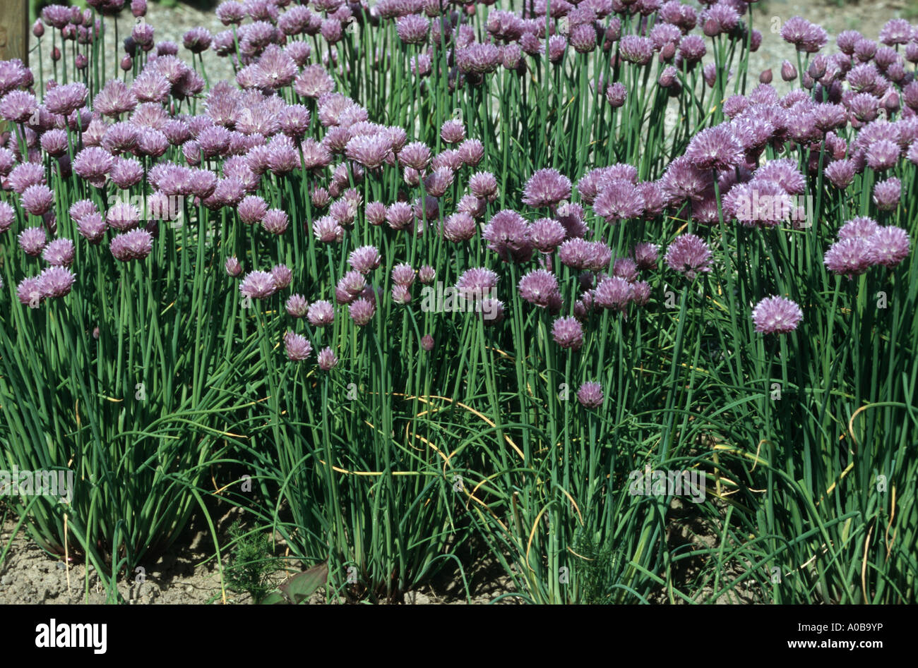 chives, sand leek (Allium schoenoprasum), blooming Stock Photo - Alamy