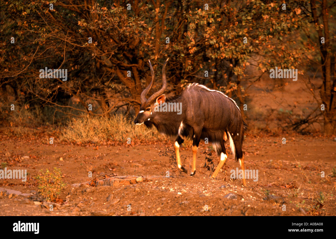Gross antilope hi-res stock photography and images - Alamy
