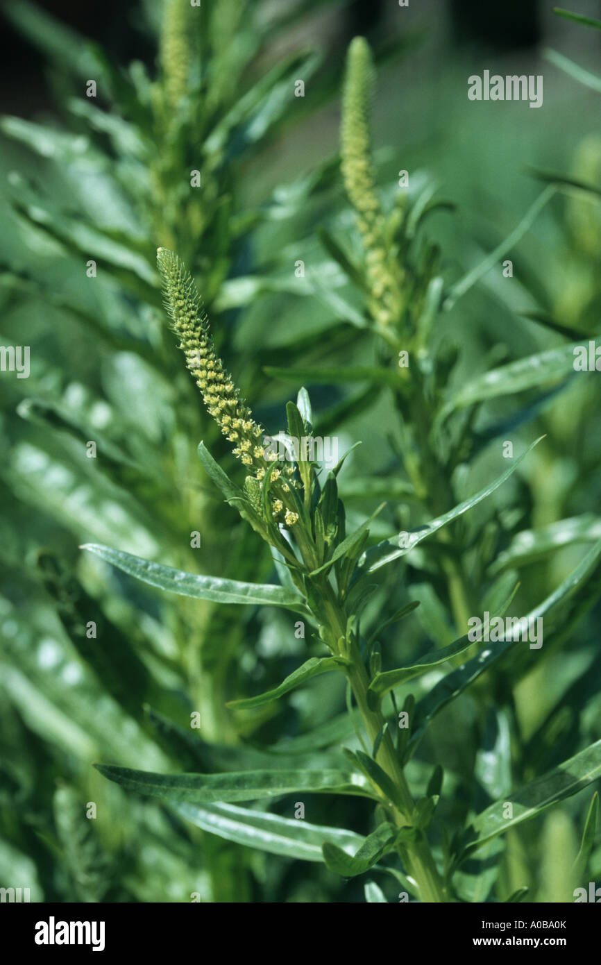 weld (Reseda luteola), inflorescence Stock Photo - Alamy