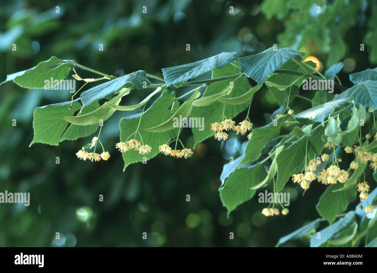 Tiliaceae family hi-res stock photography and images - Alamy