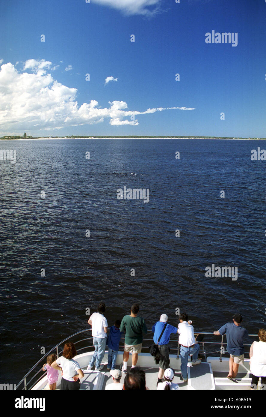 Dolphin watching Port Stephens Australia Stock Photo - Alamy