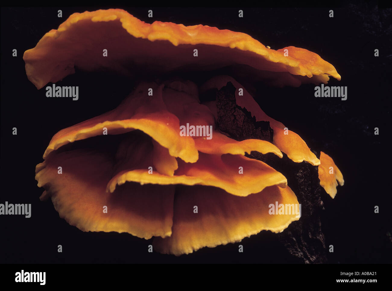 Orange Polypore fungus on tree. Koyna, Maharashtra, India Stock Photo ...