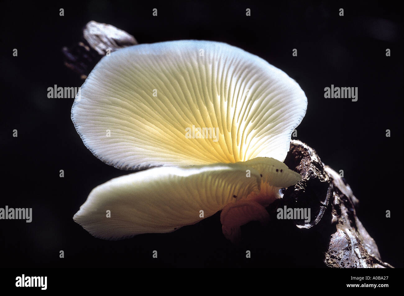 Pleurotus sp Class Homobasidiomycetes Series Hymenomycetes Order ...