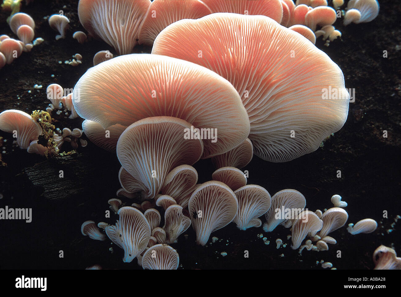 Pleurotus sp Class Homobasidiomycetes Series Hymenomycetes Order ...