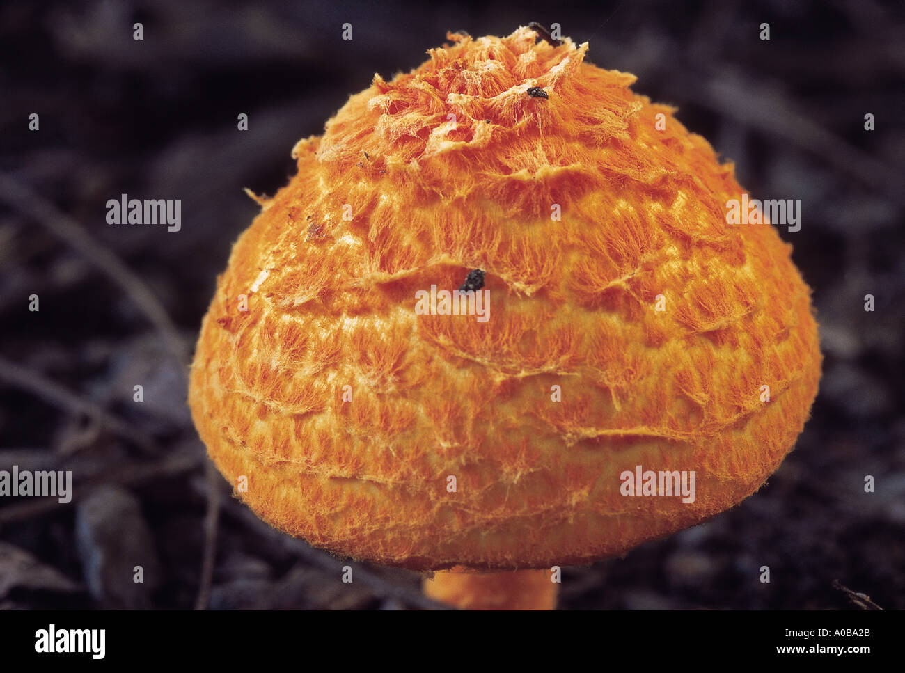 Class Homobasidiomycetes Series Hymenomycetes Order Agaricales Stock ...