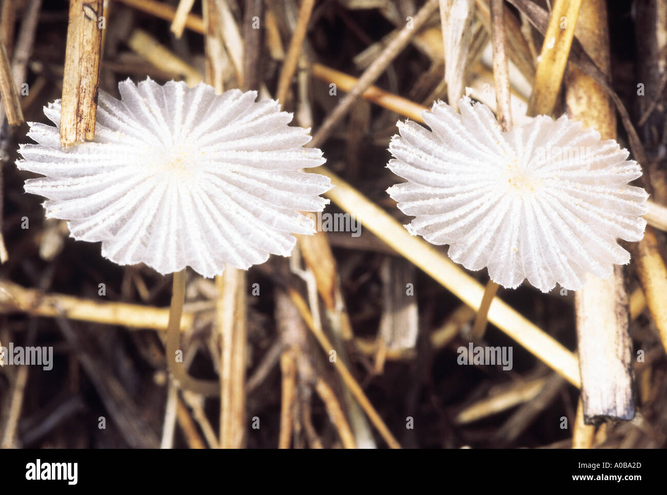 Class Homobasidiomycetes Series Hymenomycetes Order Agaricales A small ...