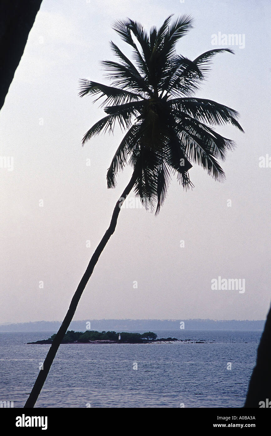 A coconut tree growing near the sea. Goa, India Stock Photo - Alamy